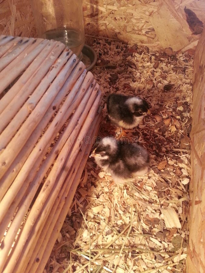 Baby chicks stock image. Image of chicka, baby, days - 87881511