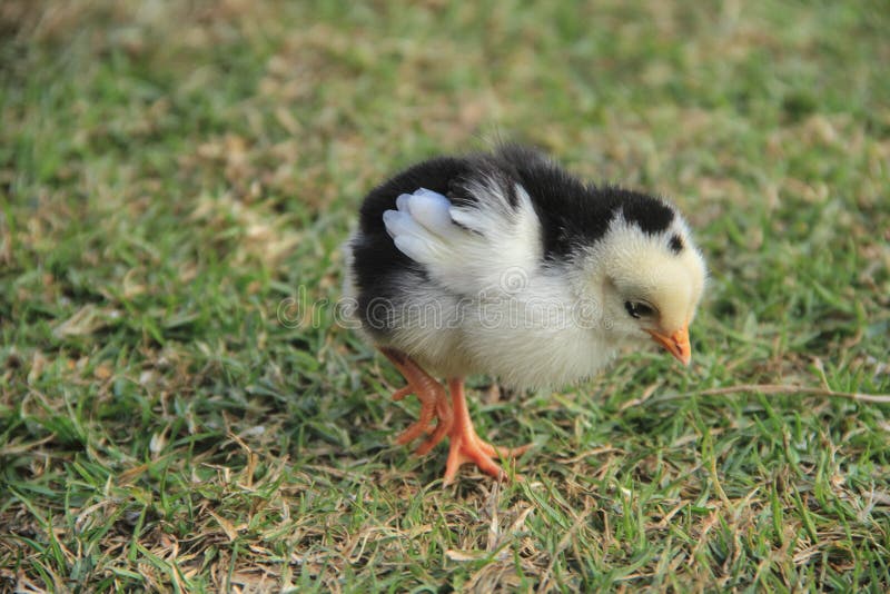 Baby Chicks-1. stock image. Image of spring, chicks, looking - 48628591