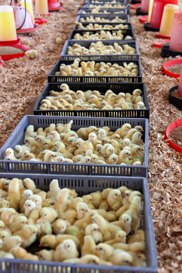 Baby chicks at the farm stock photo. Image of livestock - 161429212