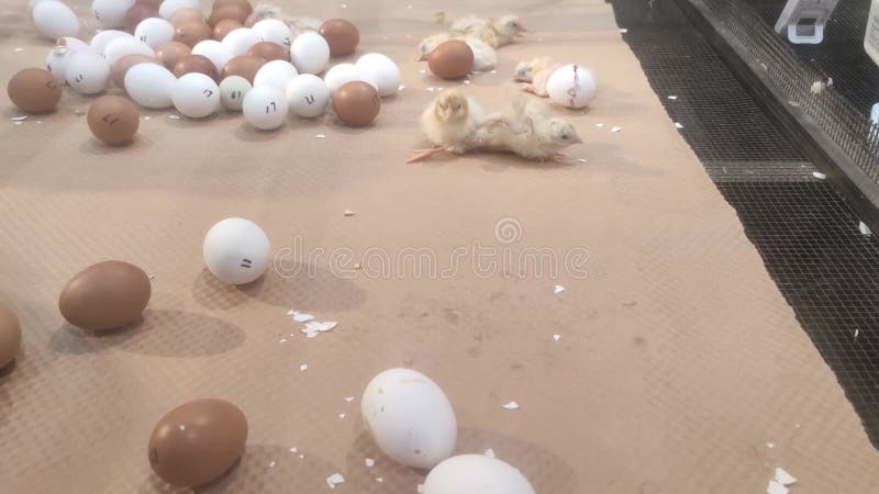 Baby Chicks after Hatching from Eggs Stock Footage - Video of chicks ...