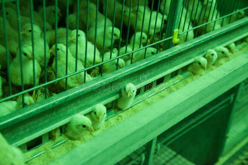 Baby chicks in incubator stock photo. Image of horizontal - 36410854