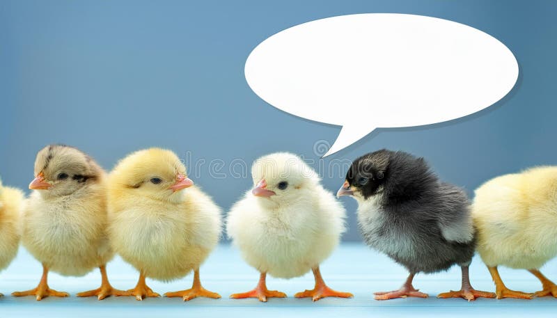 Baby Chicks Standing in a Row, with a Speech Bubble, Announcement Stock ...