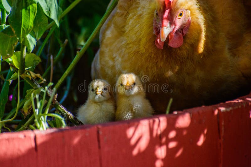 Two Baby Chicks Isolated on White Stock Image - Image of close ...