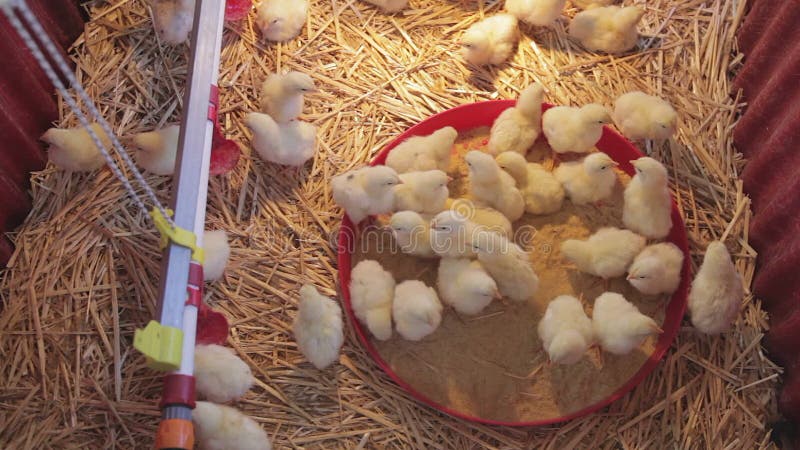 Baby Chicks stock video. Video of born, farm, chicks - 81747251