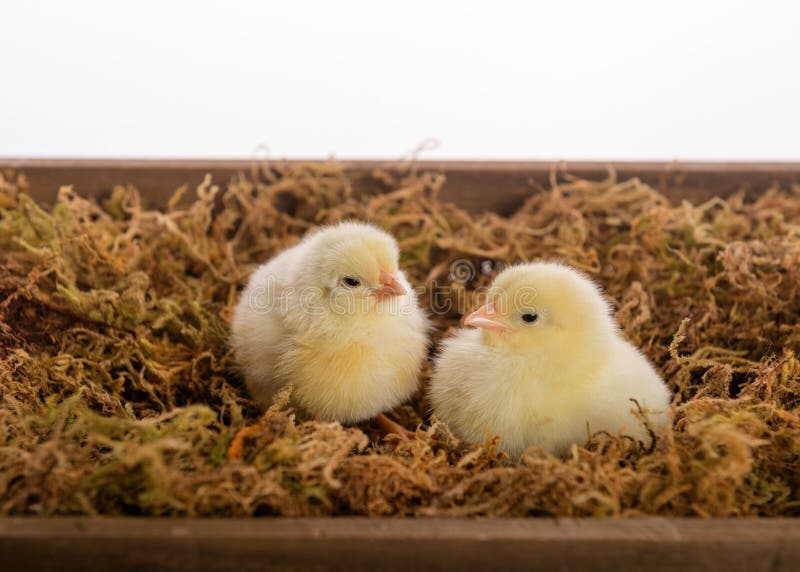 Baby Chicks stock image. Image of brown, crate, yellow - 69493153