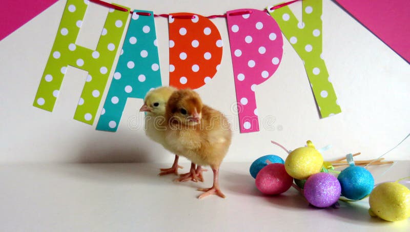 Baby Chicks stock image. Image of feathers, hatch, small - 55380675