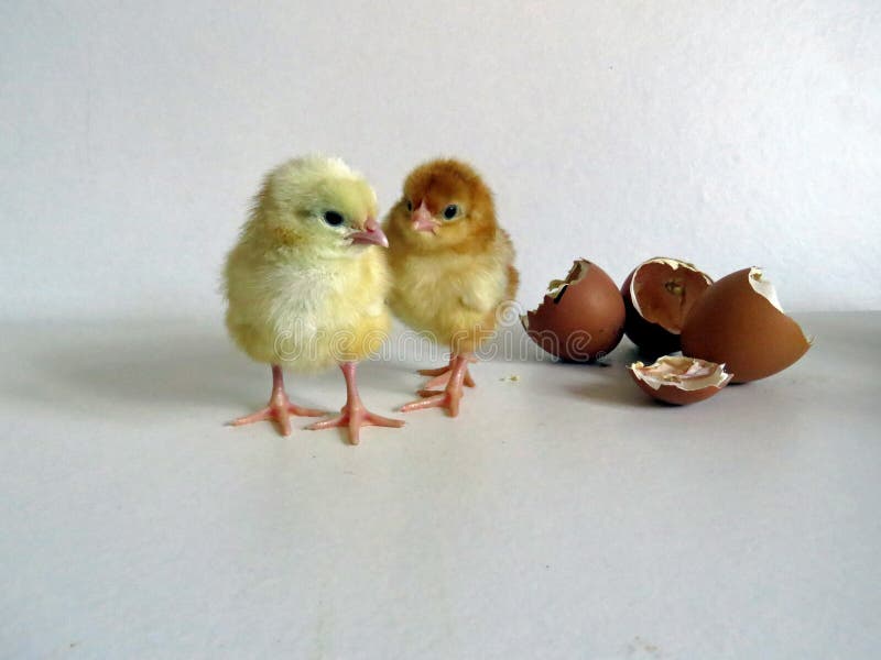 Baby Chicks stock photo. Image of shell, feathers, cheep - 55631796