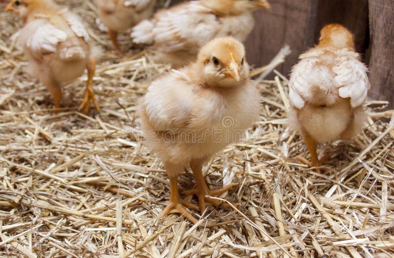 Young Chicks At A Barn In A Poultry Farm Stock Image - Image of poultry ...
