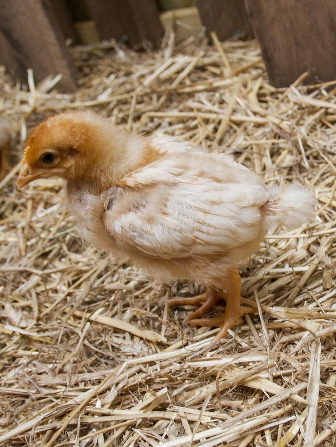 Baby Chicks stock photo. Image of baby, animal, small - 70249826