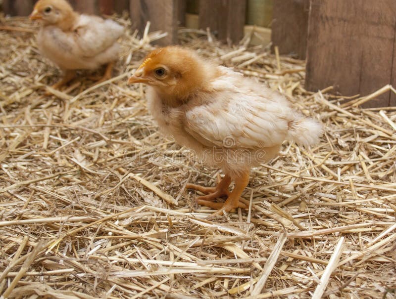 Baby Chicks stock image. Image of newborn, baby, young - 70249847