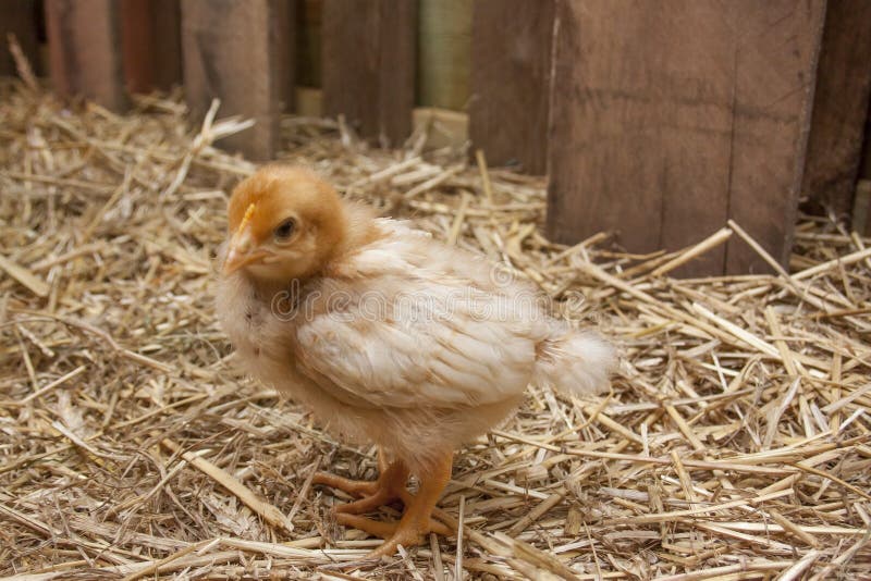 Baby Chicks stock photo. Image of farm, small, chicks - 70249908
