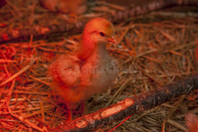 Baby Chicks stock image. Image of outdoors, chicken, healthy - 70249995