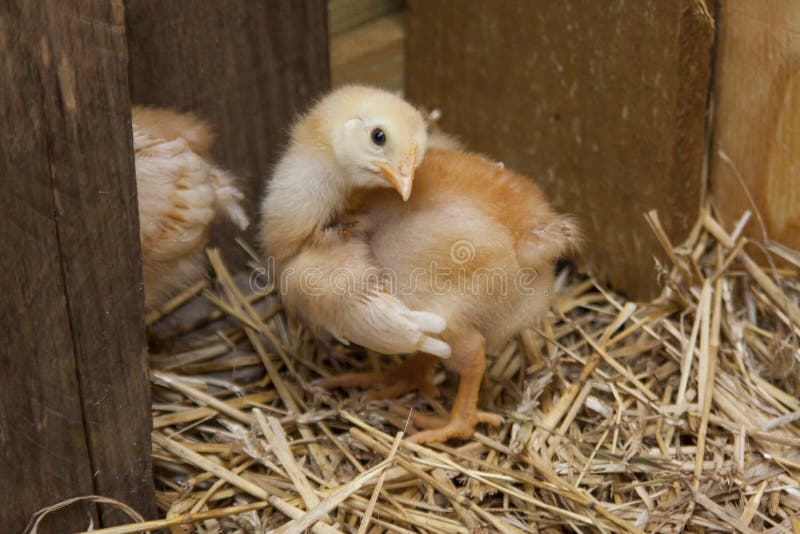 Baby Chicks stock photo. Image of chick, baby, bird, straw - 70250108