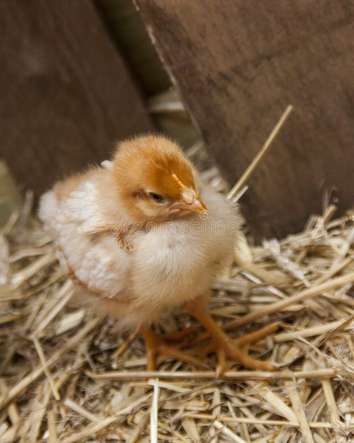 Young Chicks At A Barn In A Poultry Farm Stock Photo - Image of feather ...