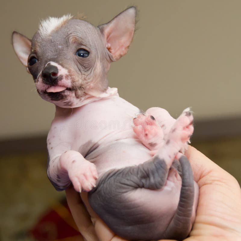 Baby Chihuahua stock foto. Image of leugen, mooi, meisje - 42305624