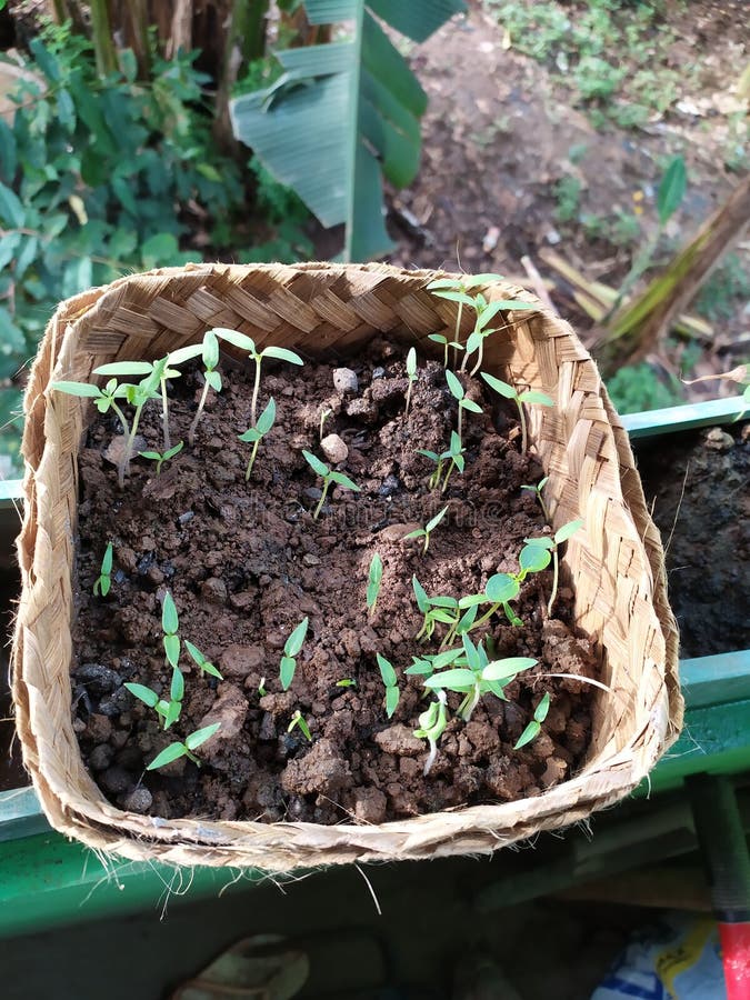 Baby a chili trees stock image. Image of organic, naturally - 223400051