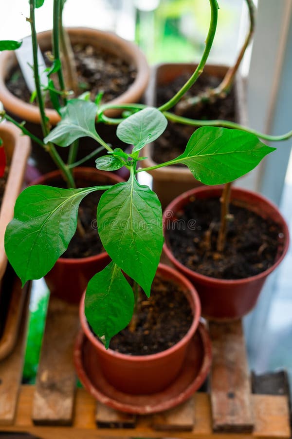 Baby Chilli Plant Growing in the Pot at Home Stock Photo - Image of ...