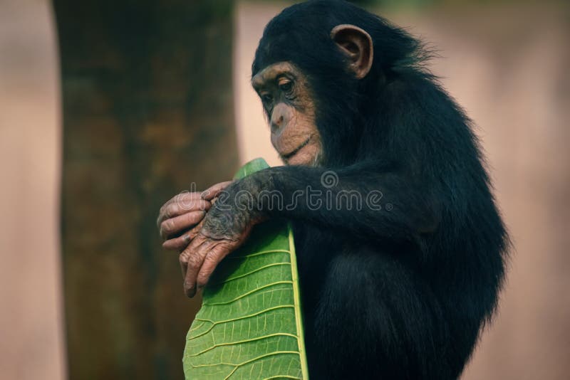 Baby Chimp - Chimpanzee stock photo. Image of playing - 307794462
