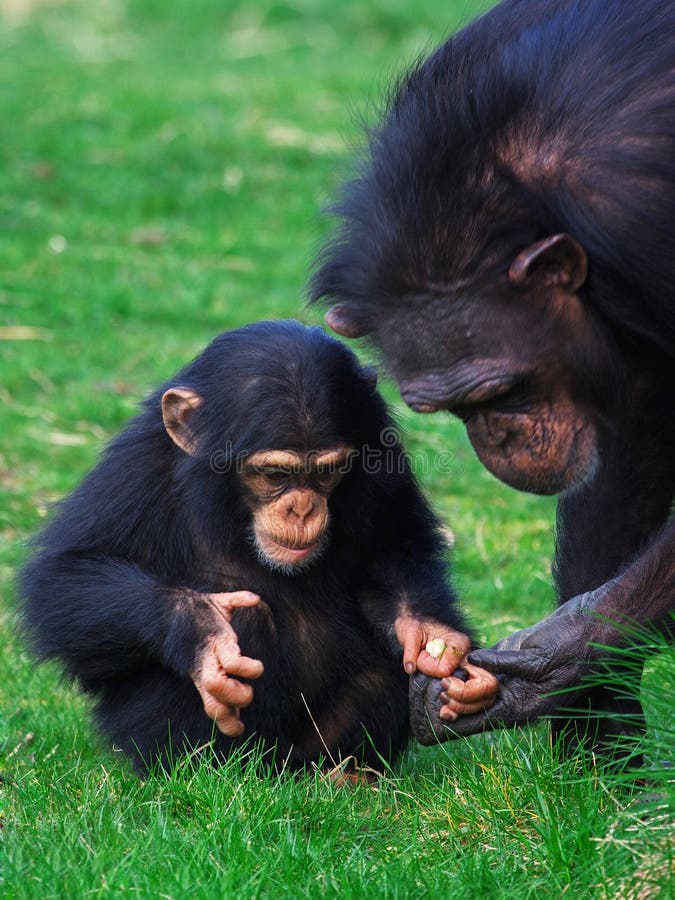 Baby chimp with mother stock image. Image of togetherness - 13784237