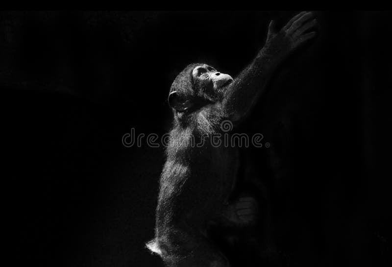 Monkey Reaching Up