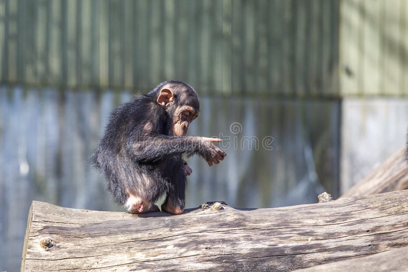 1,536 Baby Chimp Photos - Free & Royalty-Free Stock Photos from Dreamstime
