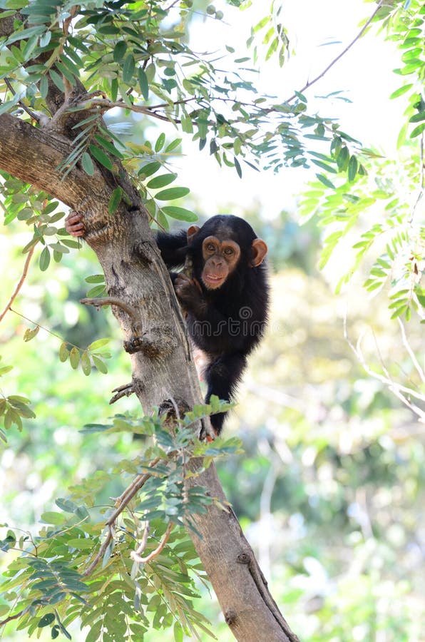 Chimp smile stock photo. Image of mouth, monkey, smile - 21467726