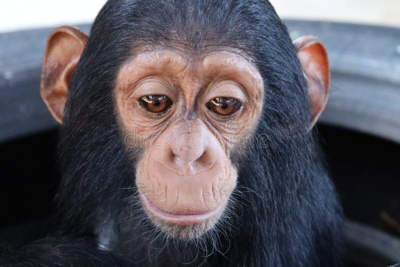 A Baby Chimpanzee Looking Sad Stock Image - Image of orphan, chimpanzee ...