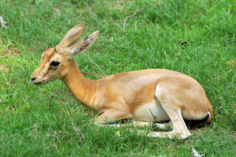 Baby chinkara deer stock photo. Image of baby, posing - 10209394
