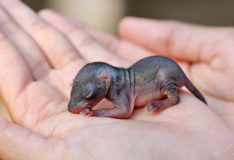 Baby chipmunk siblings stock photo. Image of youth, small - 16924014