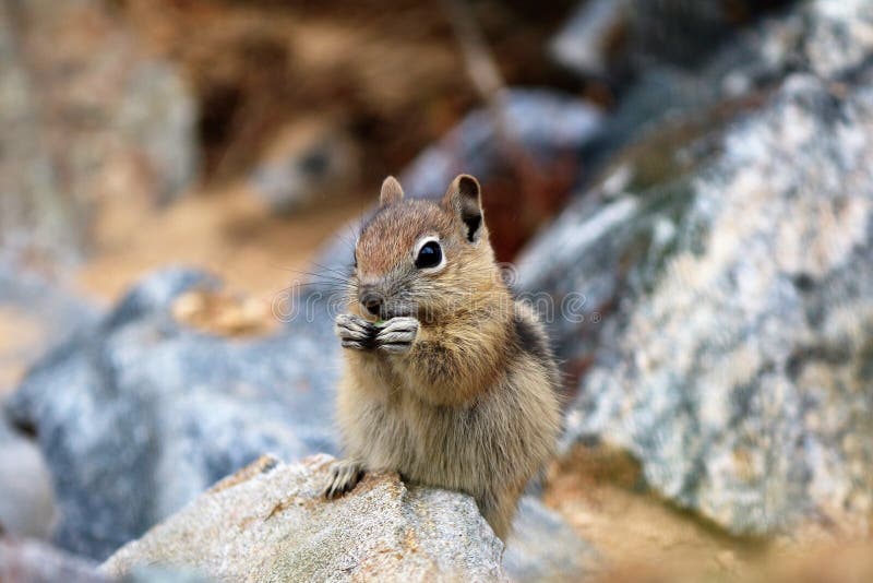 Baby chipmunk siblings stock photo. Image of youth, small - 16924014
