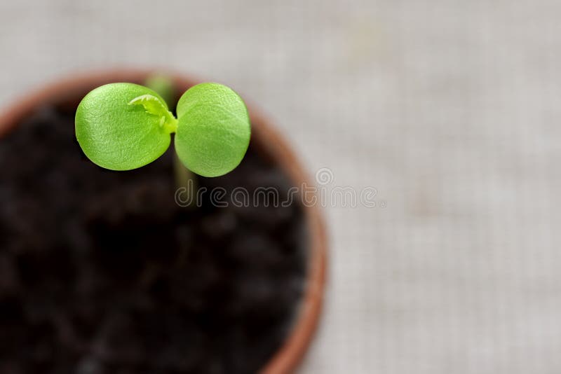 Baby Cider Plant stock photo. Image of delicate, fresh - 11302344
