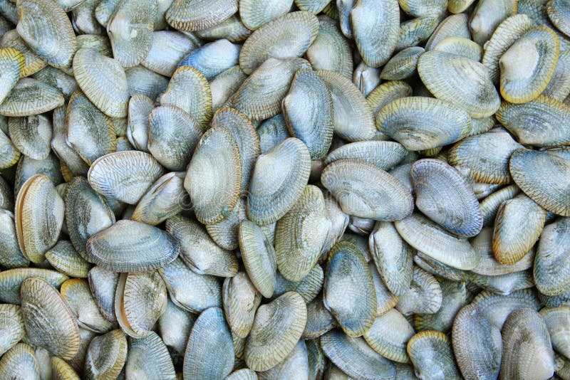 Baby clams stock photo. Image of healthy, kitchen, linguini - 21050684