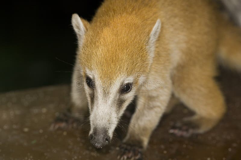 Baby coati stock image. Image of green, nose, nasua, coatimundi - 6006929