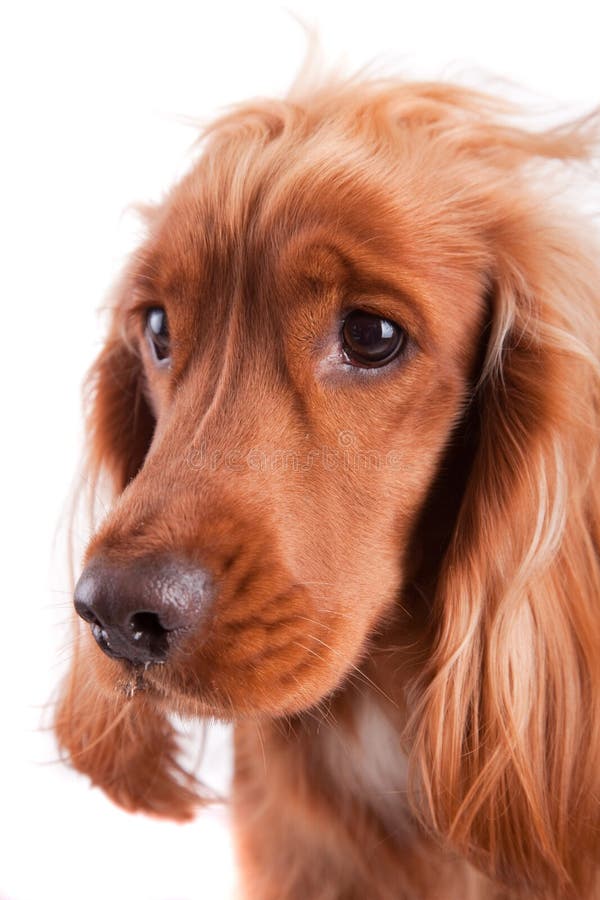 Baby Cocker Spaniel stock image. Image of happy, head - 12275519