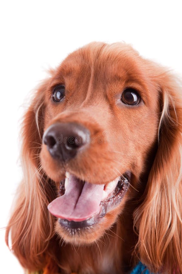 Baby Cocker Spaniel stock image. Image of mammal, breed - 12285843