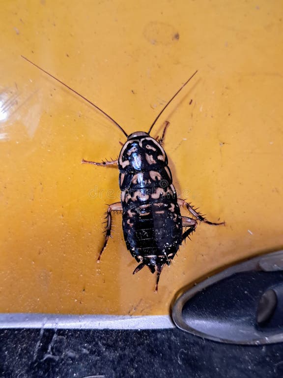 Baby cockroach stock photo. Image of flower, spider - 336544324