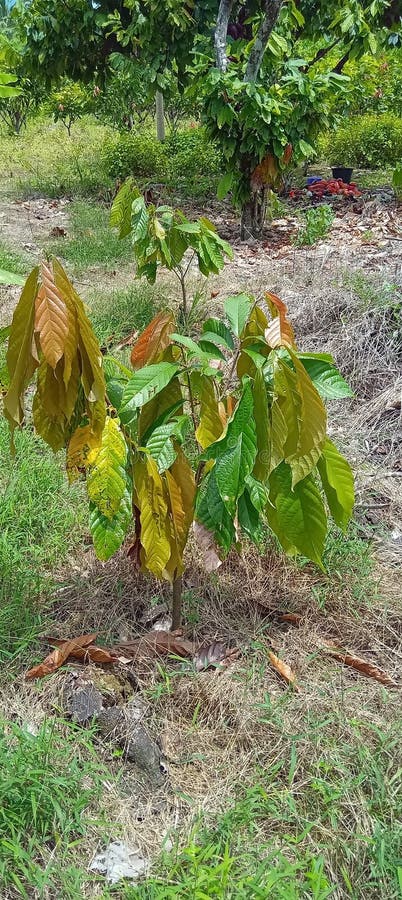 Red Cocoa Pod on Tree in the Field. Cocoa (Theobroma Cacao L.) is a ...