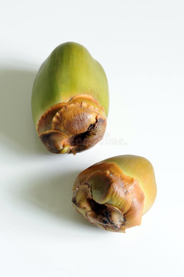 Baby coconut stock photo. Image of agriculture, flora - 21021220