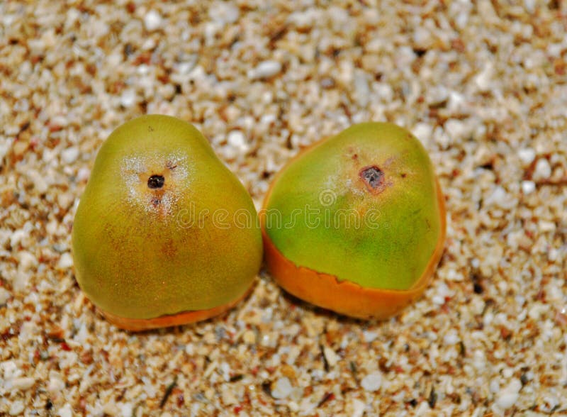 682 Baby Coconut Tree Stock Photos - Free & Royalty-Free Stock Photos ...