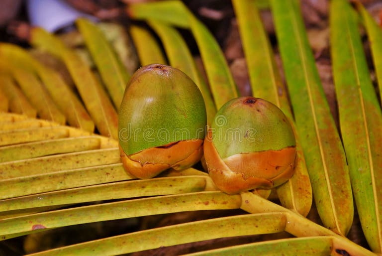 Baby Coconut 4 stock photo. Image of baby, clean, cabo - 40759772