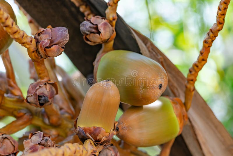 Baby Coconut Bunch on Tree Small Growing Young Fruit Undeveloped Stock ...