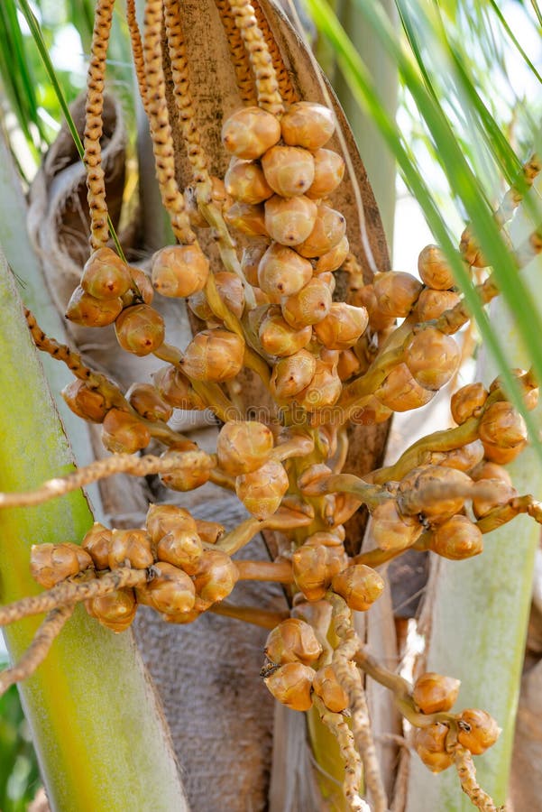 Baby Coconut Bunch on Tree Small Growing Young Fruit Undeveloped Stock ...
