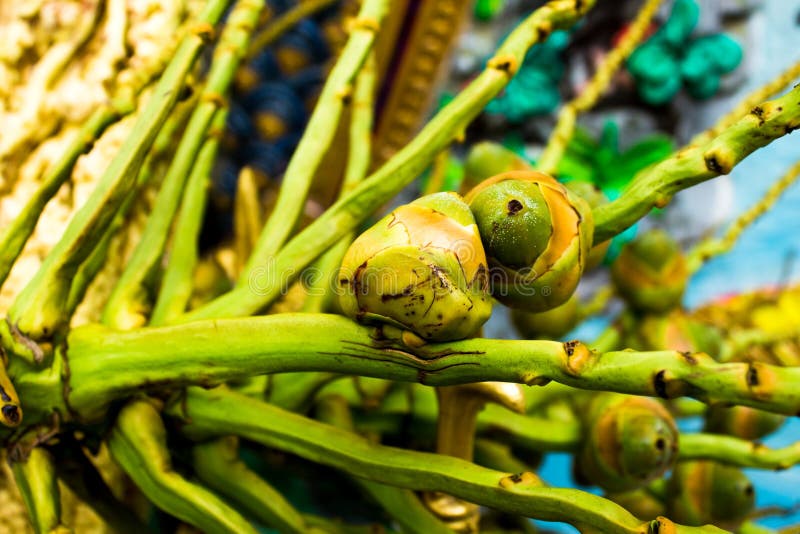 Baby coconut stock image. Image of coconut, tree, environment - 60251621