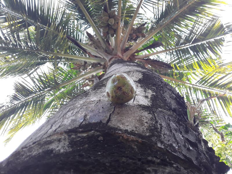 Baby coconut falling stock photo. Image of baby, garden - 178786804