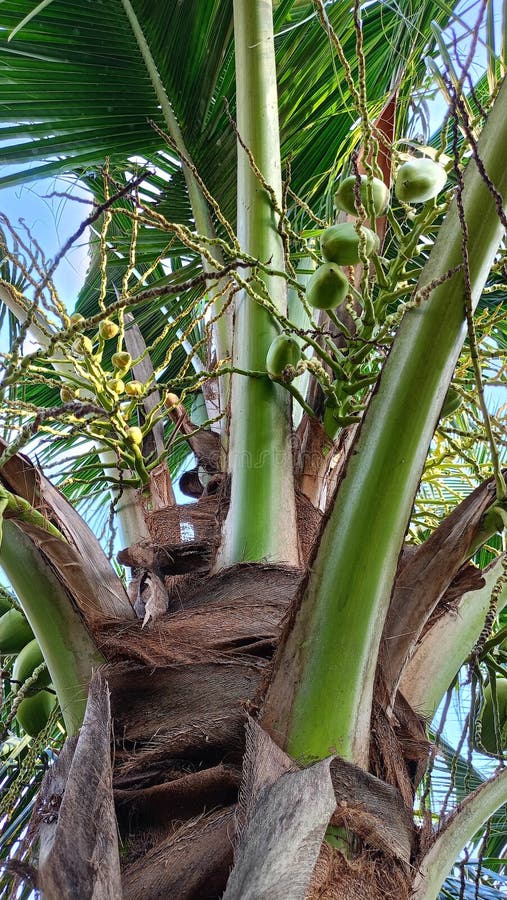 Baby coconut stock image. Image of grass, branch, vegetation - 341118487