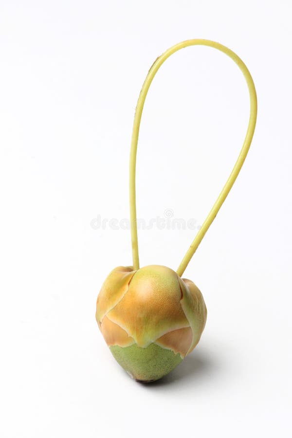 Baby coconut toy stock image. Image of rings, environment - 27297087