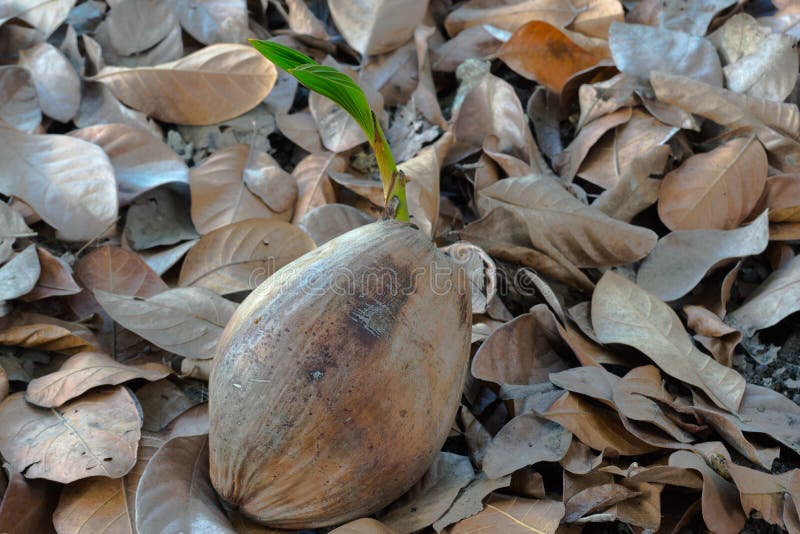 Baby coconut stock photo. Image of farm, coconut, closeup - 17645592
