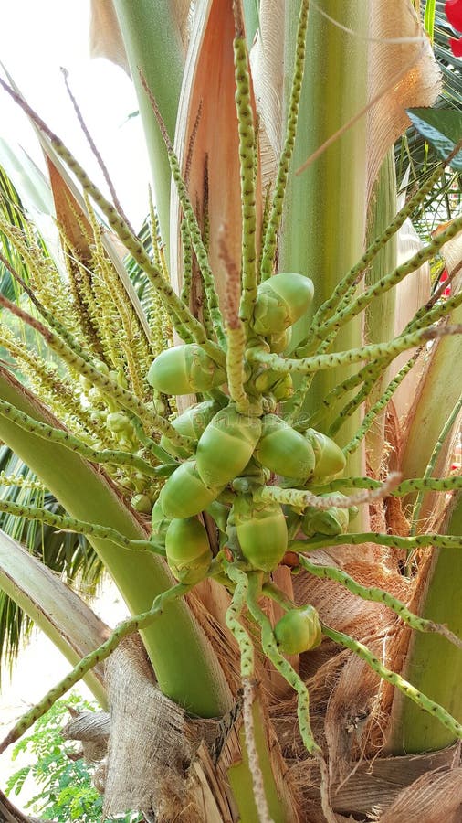 687 Baby Coconut Tree Stock Photos - Free & Royalty-Free Stock Photos ... 687 Baby Coconut Tree Stock Photos - Free & Royalty-Free Stock Photos ...