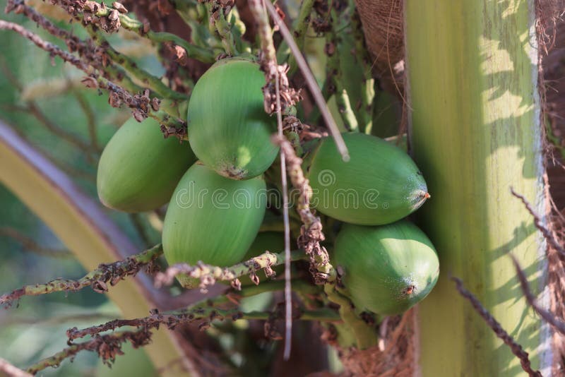 Baby Coconuts on Coconut Tree Stock Image - Image of tree, freesh ...