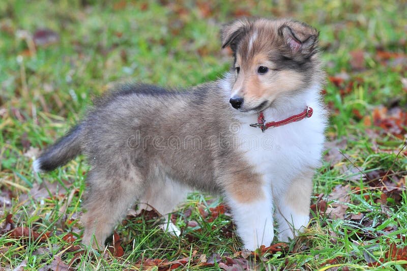 Baby collie stock image. Image of jung, niedlich, young - 35898583